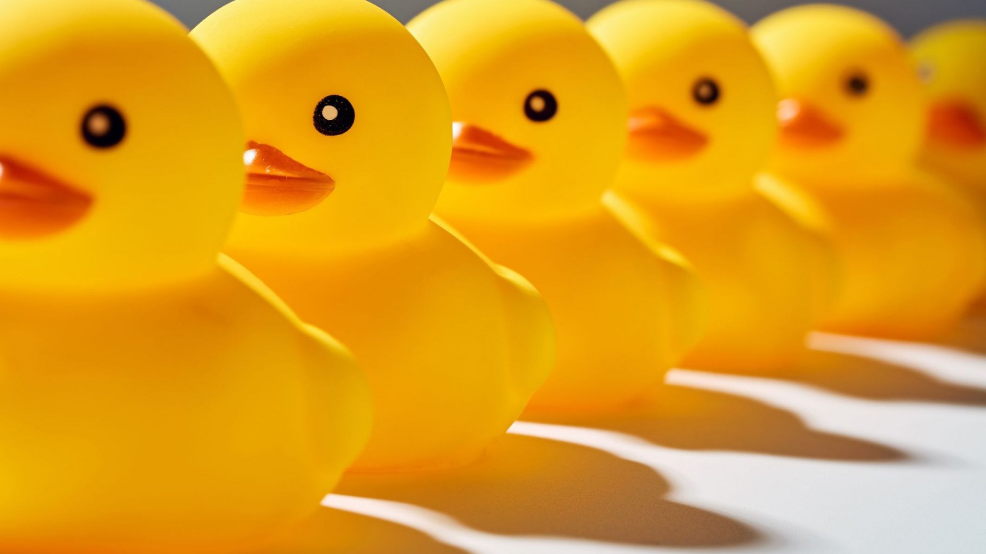 Get Your Ducks in a Row After the Fair Dust Settles - The Fair ...